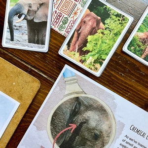 Elephant Unit Study - Curious Trails Nature Study | Homeschool ...