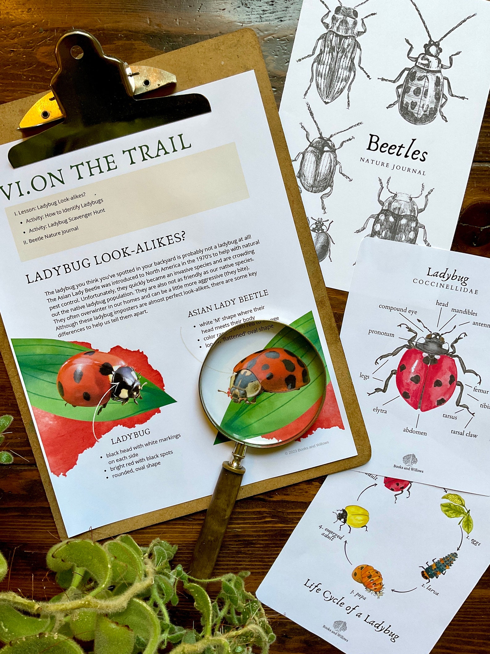 Ladybug Nature Study: Homeschool Curriculum (PDF Download) - Etsy