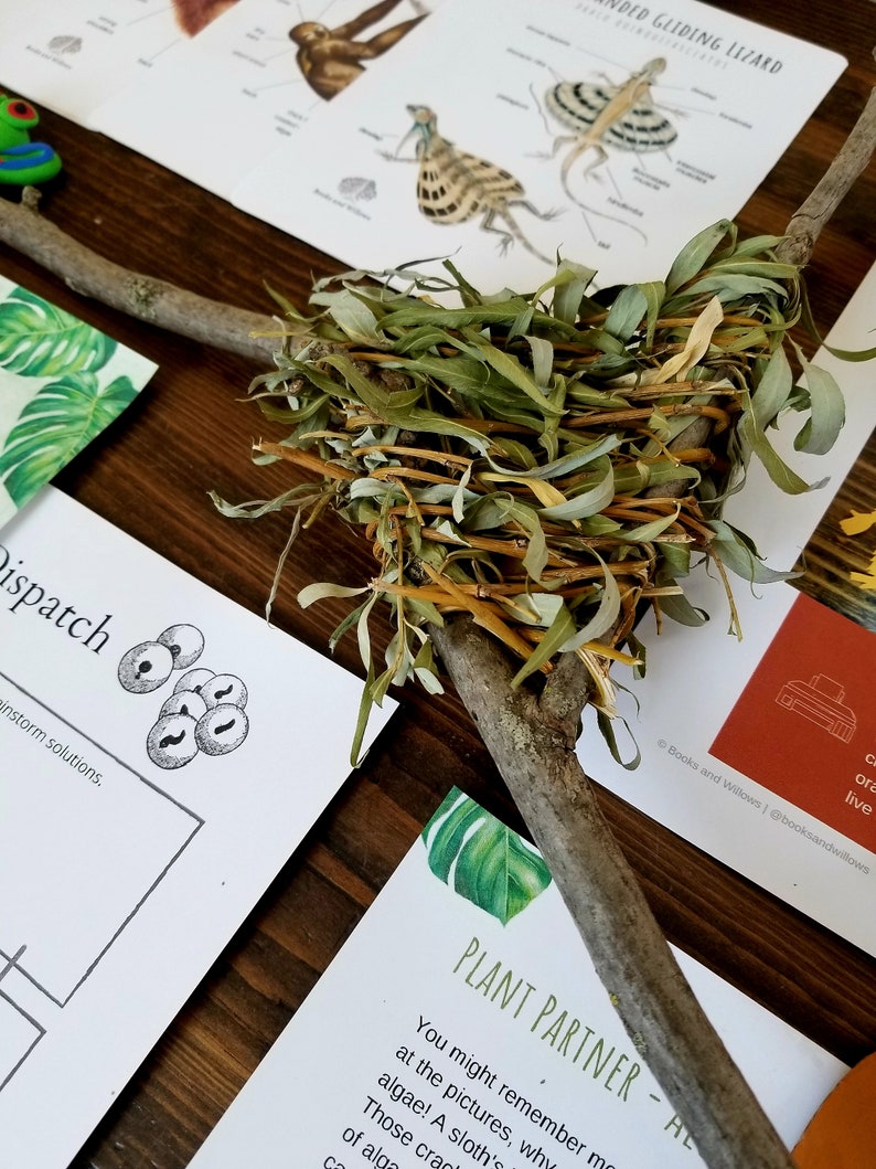 Rainforest Animals Unit Study - Curious Trails | Nature Study ...