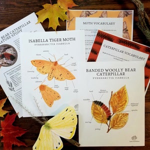 Woolly Bear Caterpillar Nature Study: Homeschool Fall Printable (PDF ...