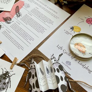 Ladybug Unit - Looking Glass Nature Study | Anatomy and Lifecycle ...