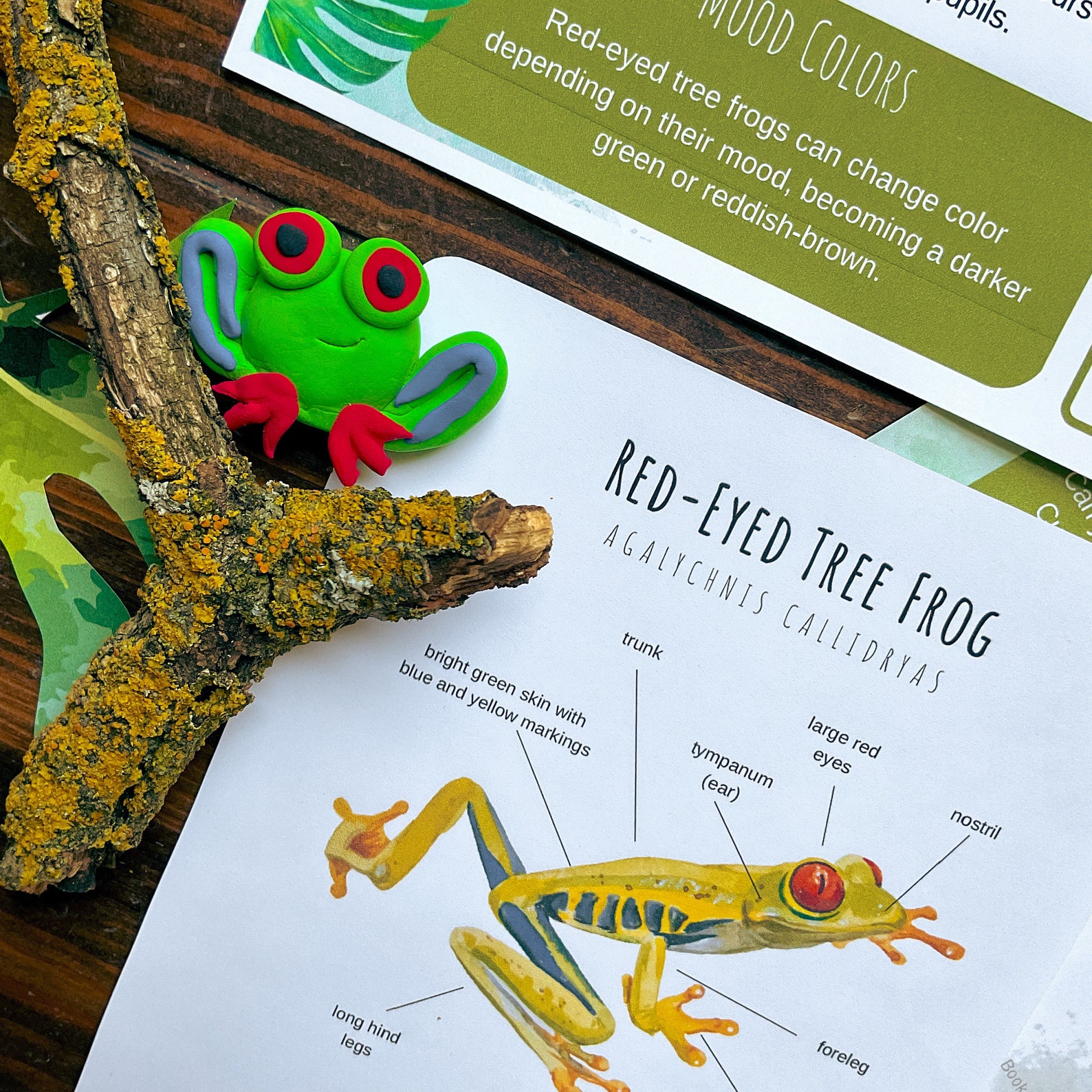 Rainforest Animals Unit Study - Curious Trails | Nature Study ...