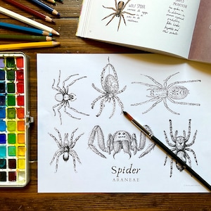 Spider Looking Glass Nature Study | Spider Anatomy & Life Cycle ...