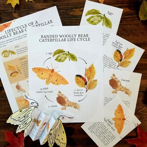 Woolly Bear Caterpillar Nature Study: Homeschool Fall Printable (PDF ...