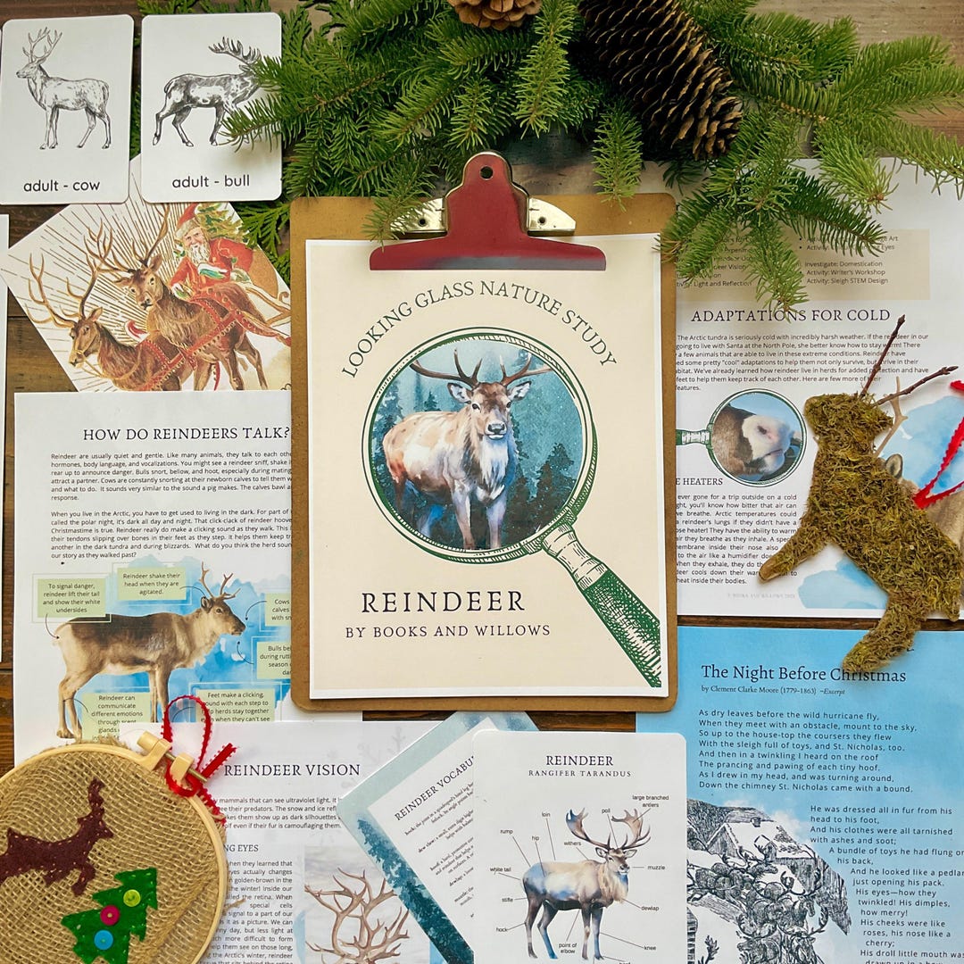 Reindeer Nature Study: Christmas Homeschool Curriculum (PDF Download ...