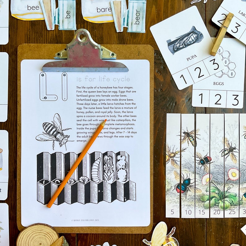 Honey Bee Early Learning Unit: Preschool & Kindergarten Activities (PDF ...