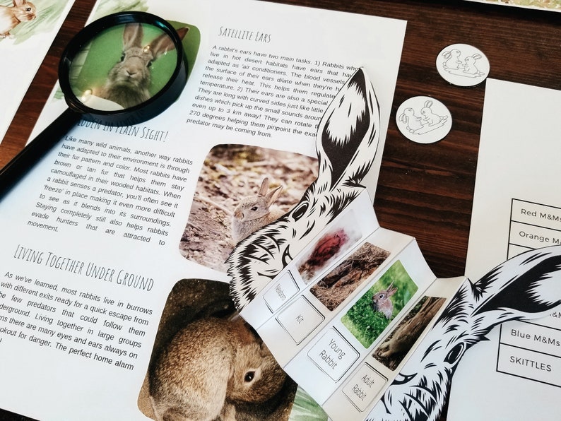 Rabbit Unit Study Curious Trails Nature Study Homeschool - Etsy