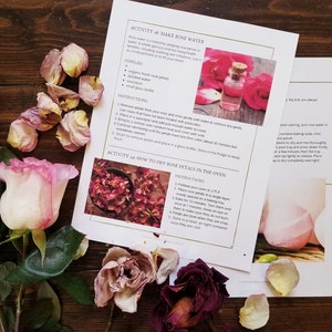Rose Nature Study | Flower Anatomy & Lifecycle | Garden Study ...
