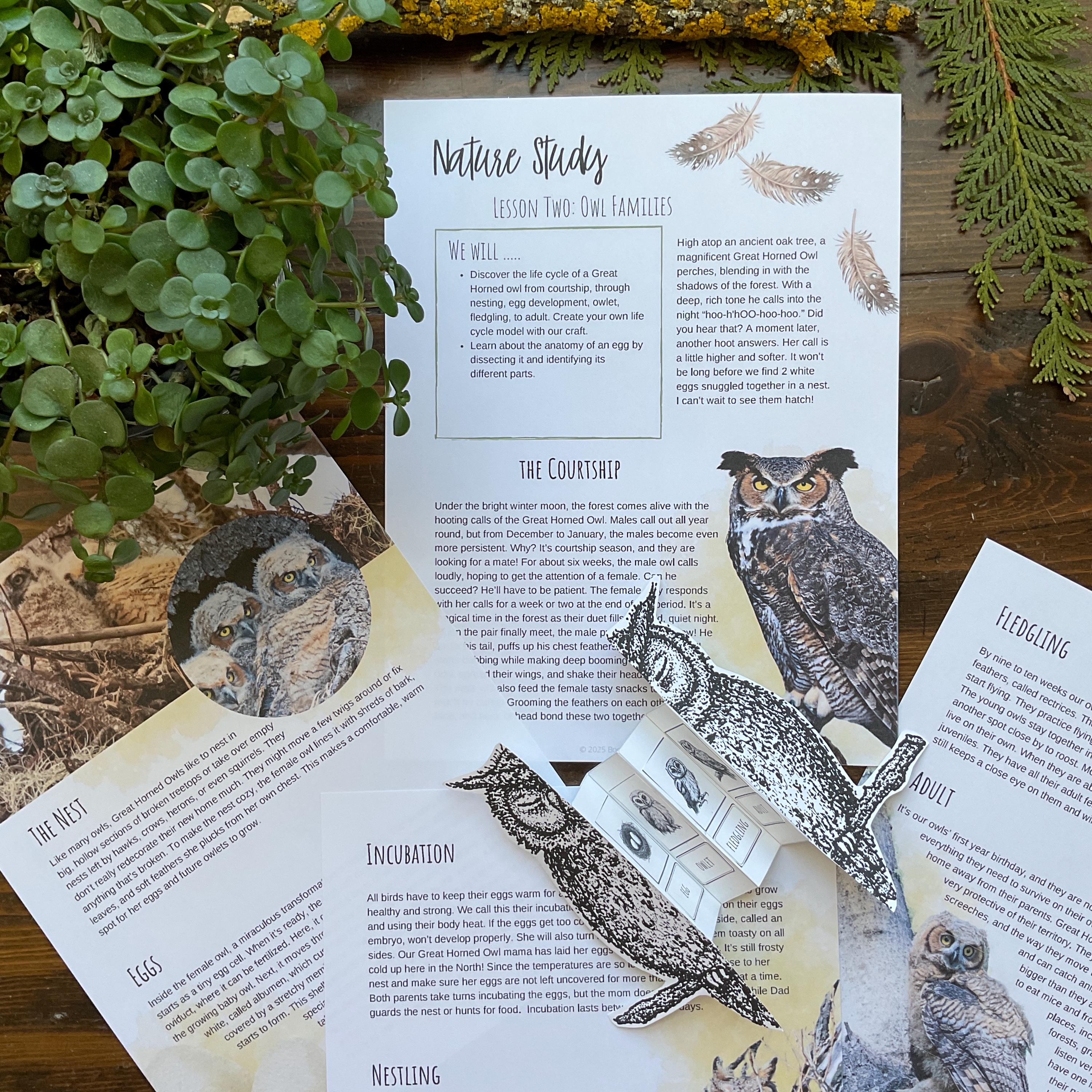 Owl Unit Study: Curious Trails Nature Curriculum (PDF Download) - Etsy