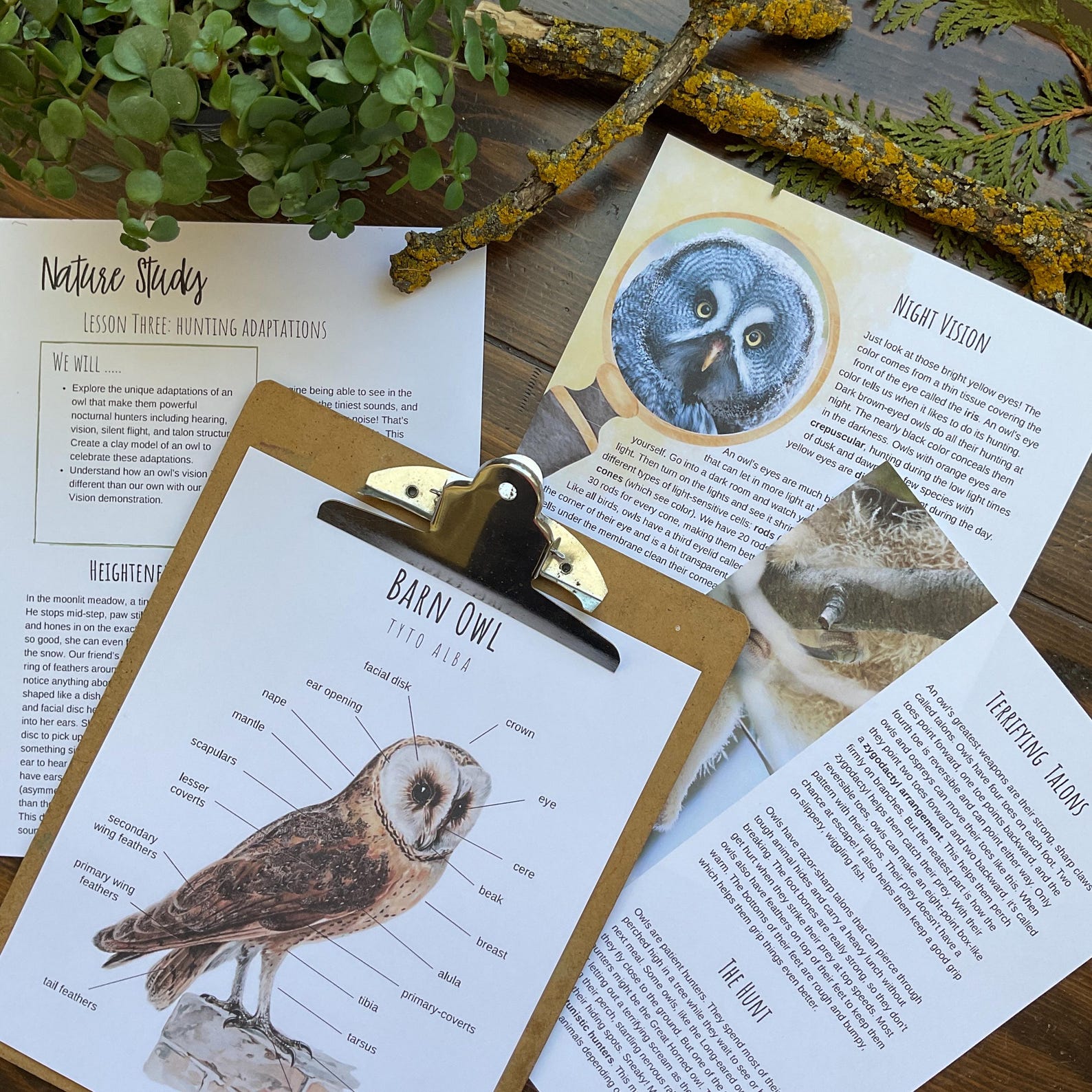 Owl Unit Study: Curious Trails Nature Curriculum (PDF Download) - Etsy