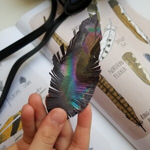 Hummingbird Unit - Looking Glass Nature Study | Anatomy Life Cycle ...