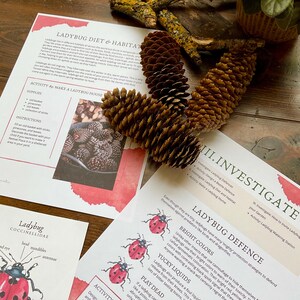 Ladybug Unit - Looking Glass Nature Study | Anatomy and Lifecycle ...