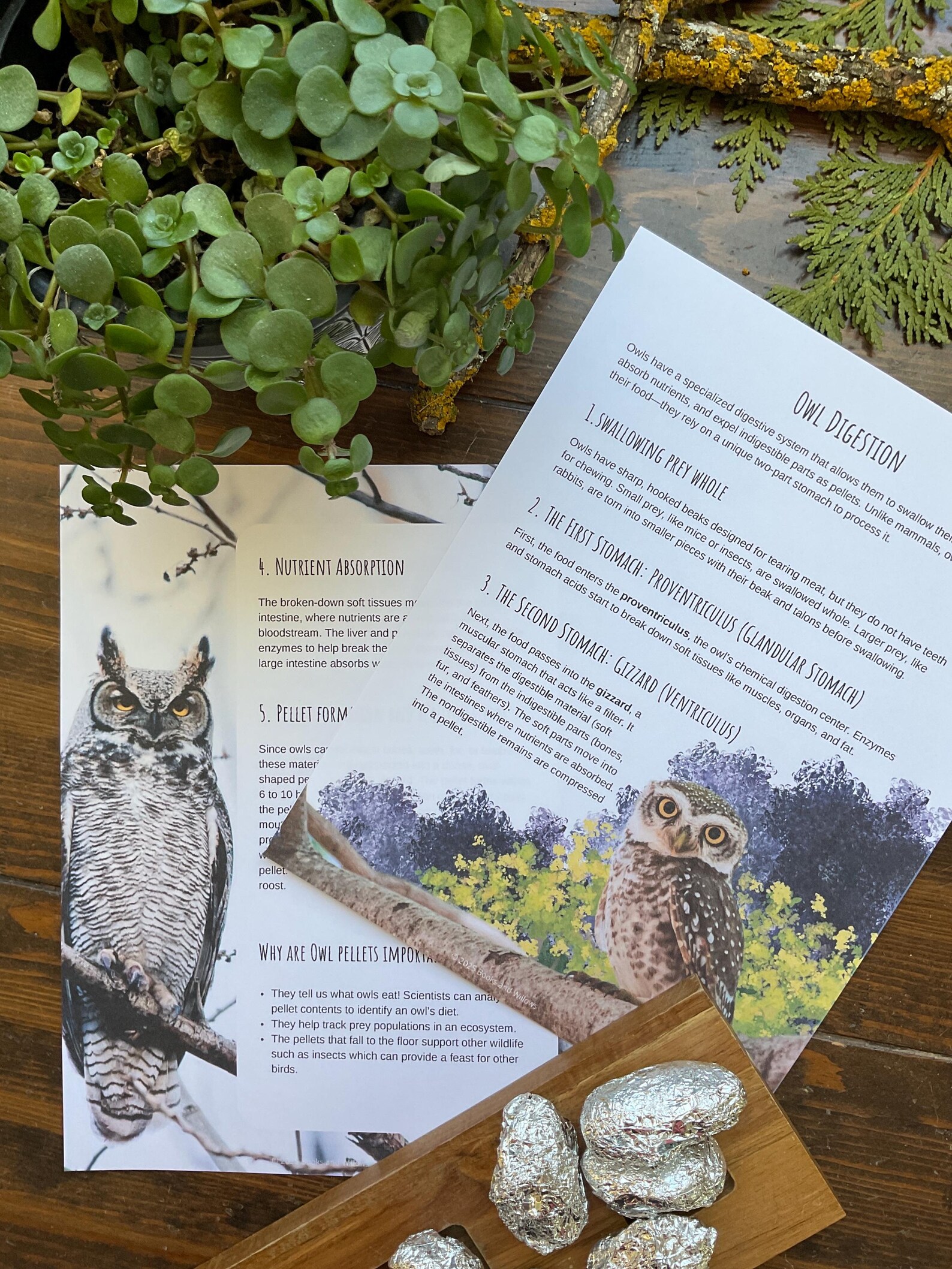 Owl Unit Study: Curious Trails Nature Curriculum (PDF Download) - Etsy