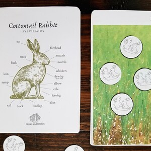 Rabbit Unit Study Curious Trails Nature Study Homeschool - Etsy