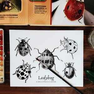 Ladybug Unit - Looking Glass Nature Study | Anatomy and Lifecycle ...