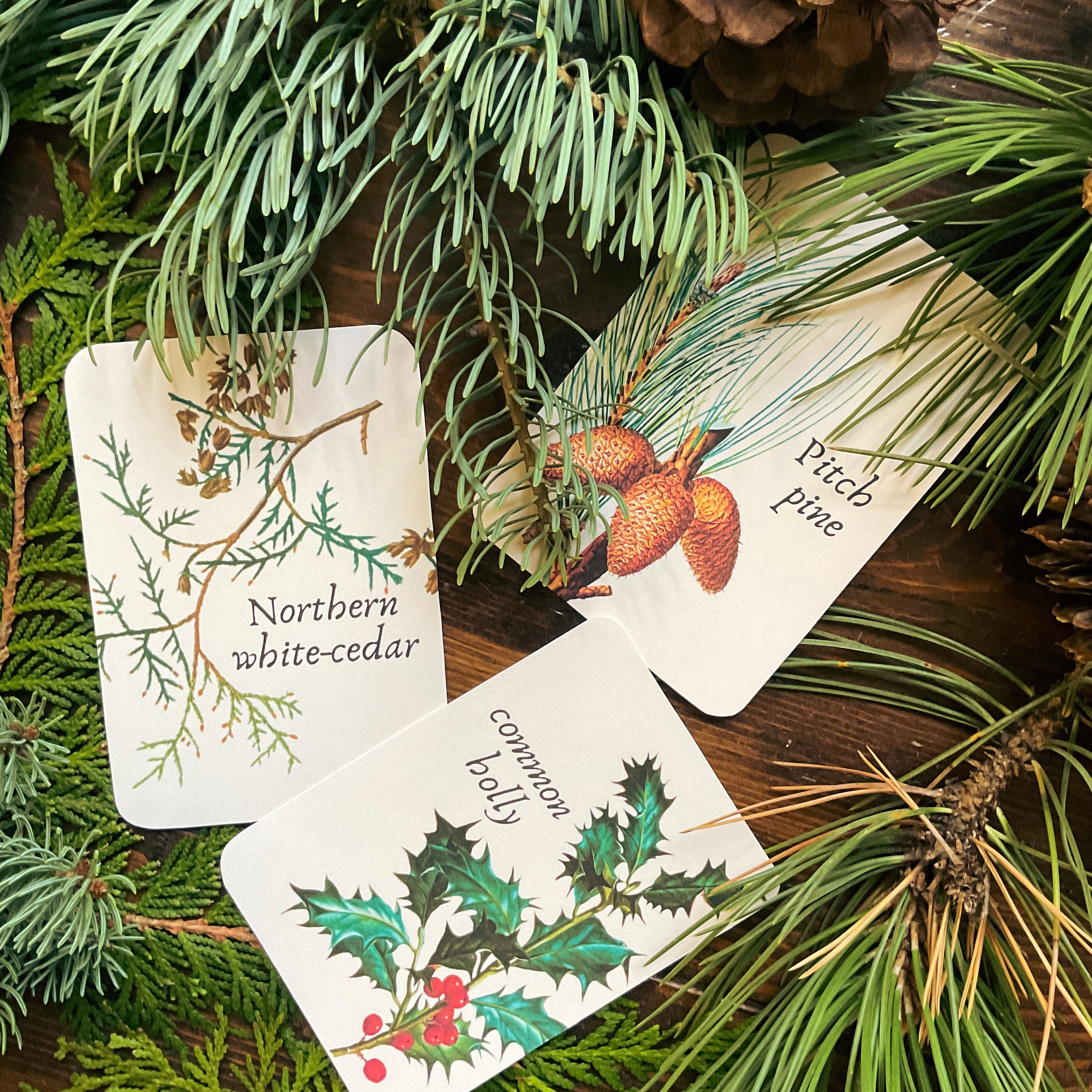 Evergreen Identification Flashcards | Nature Study | Homeschool - Etsy