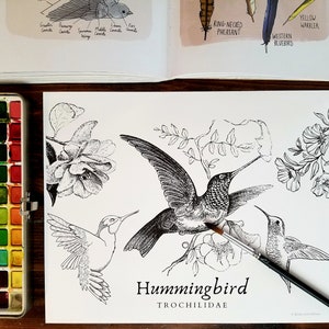 Hummingbird Unit Looking Glass Nature Study Anatomy Life - Etsy