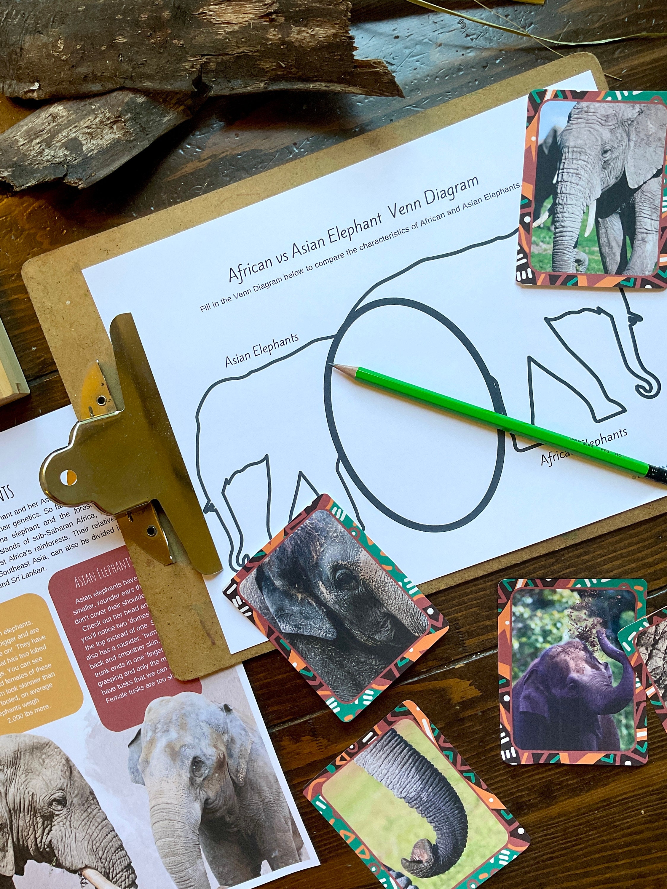 Elephant Unit Study - Curious Trails Nature Study | Homeschool ...