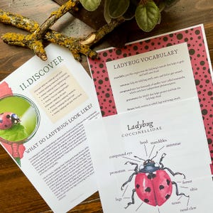 Ladybug Unit - Looking Glass Nature Study | Anatomy and Lifecycle ...