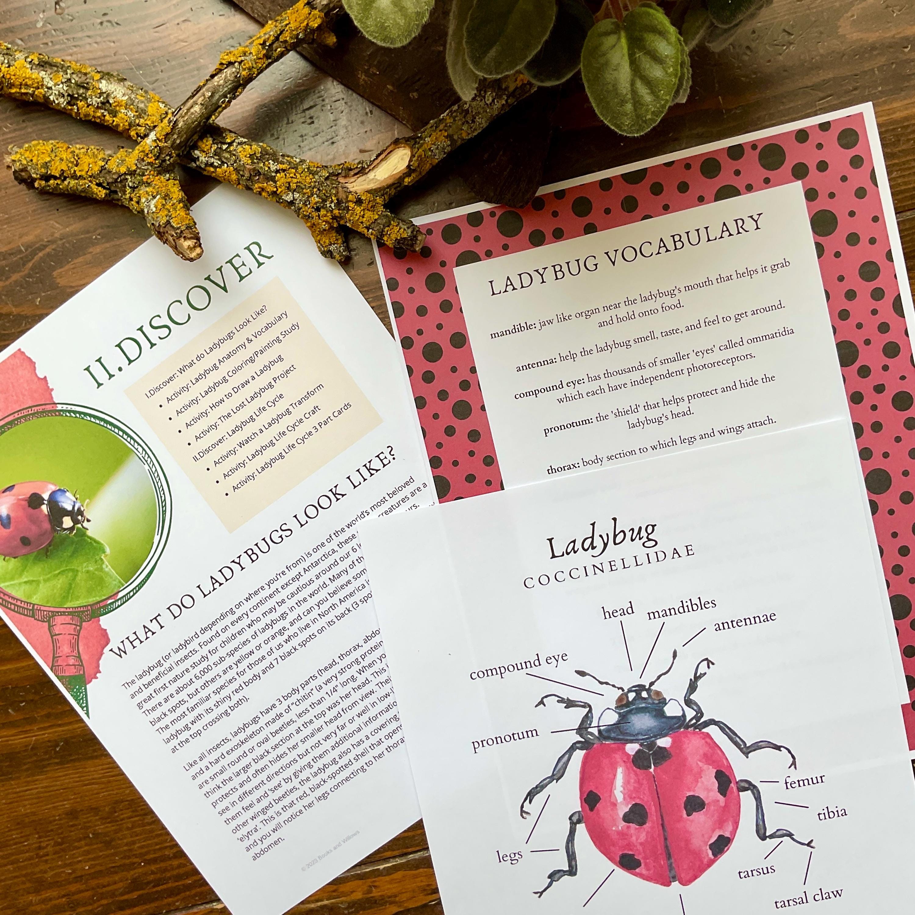 Ladybug Nature Study: Homeschool Curriculum (PDF Download) - Etsy
