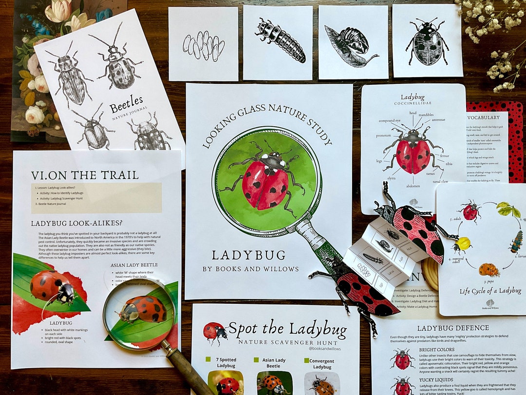 Ladybug Unit Looking Glass Nature Study Anatomy and Lifecycle Spring ...