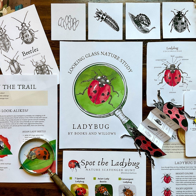 Ladybug - Etsy