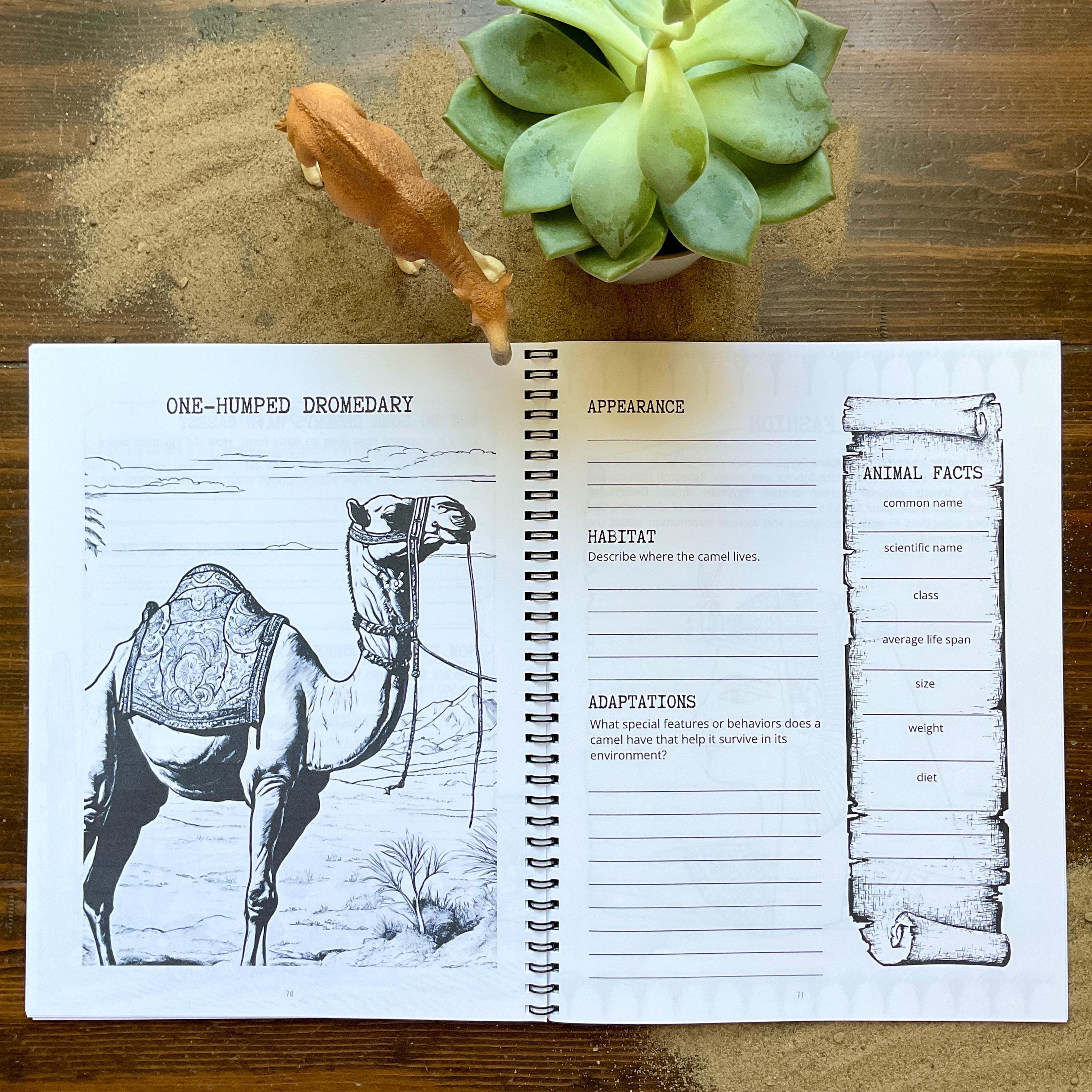 Ancient Egypt History-ink Adventures Research Notebook: Homeschool ...