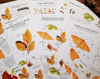 Woolly Bear Caterpillar - Etsy