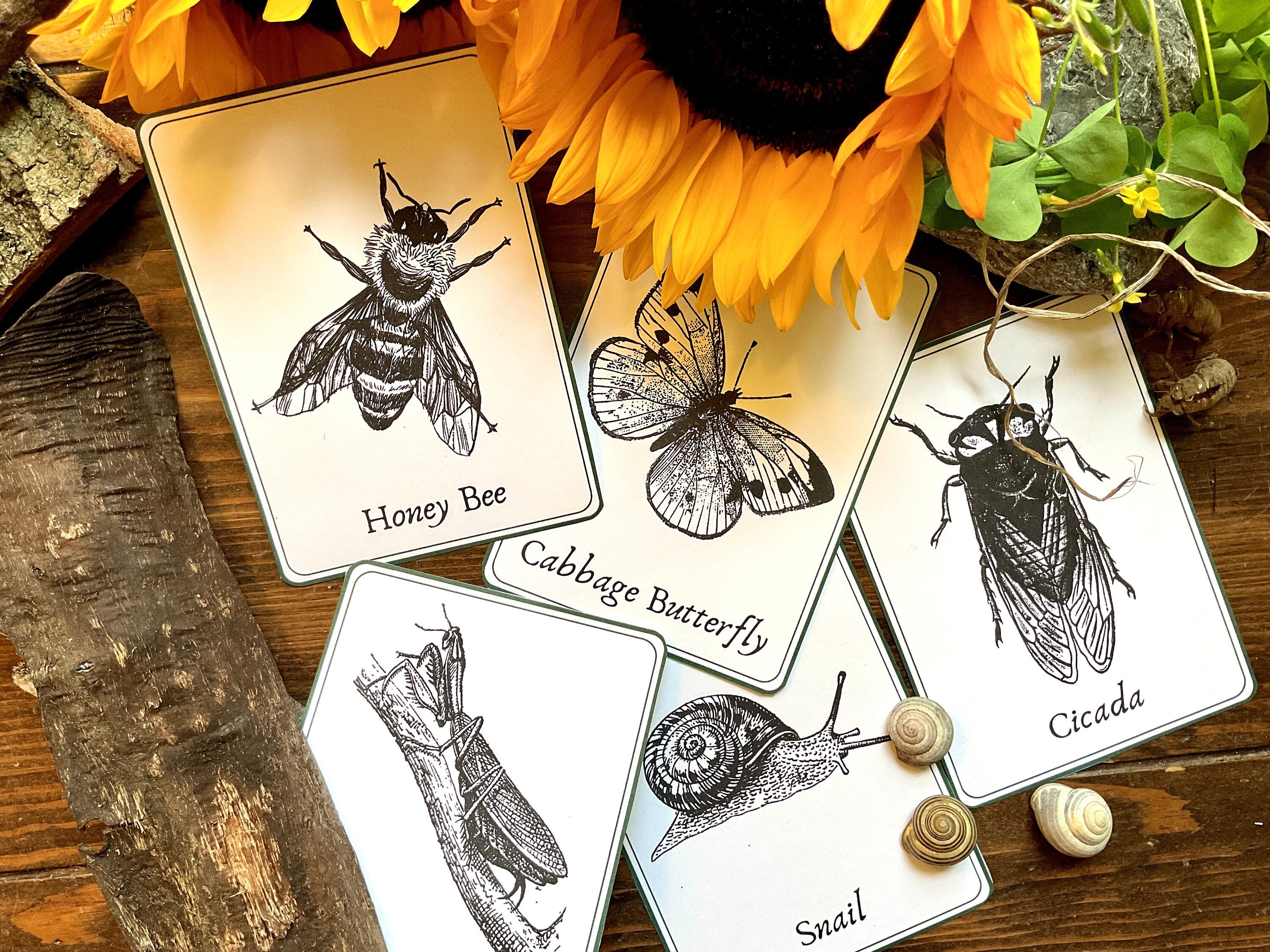 Minibeast Identification Flashcards Nature Study Homeschool - Etsy