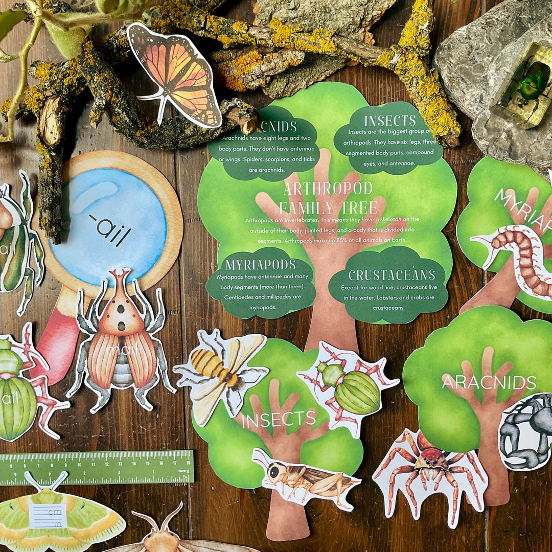 Minibeast Early Learning Unit | Preschool Unit | Montessori ...