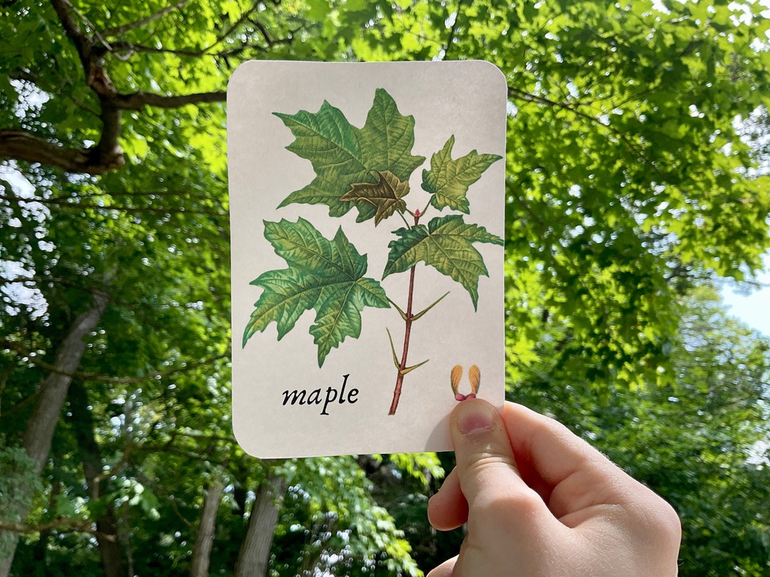 Tree Leaf Flashcards | Nature Study | Homeschool - Etsy