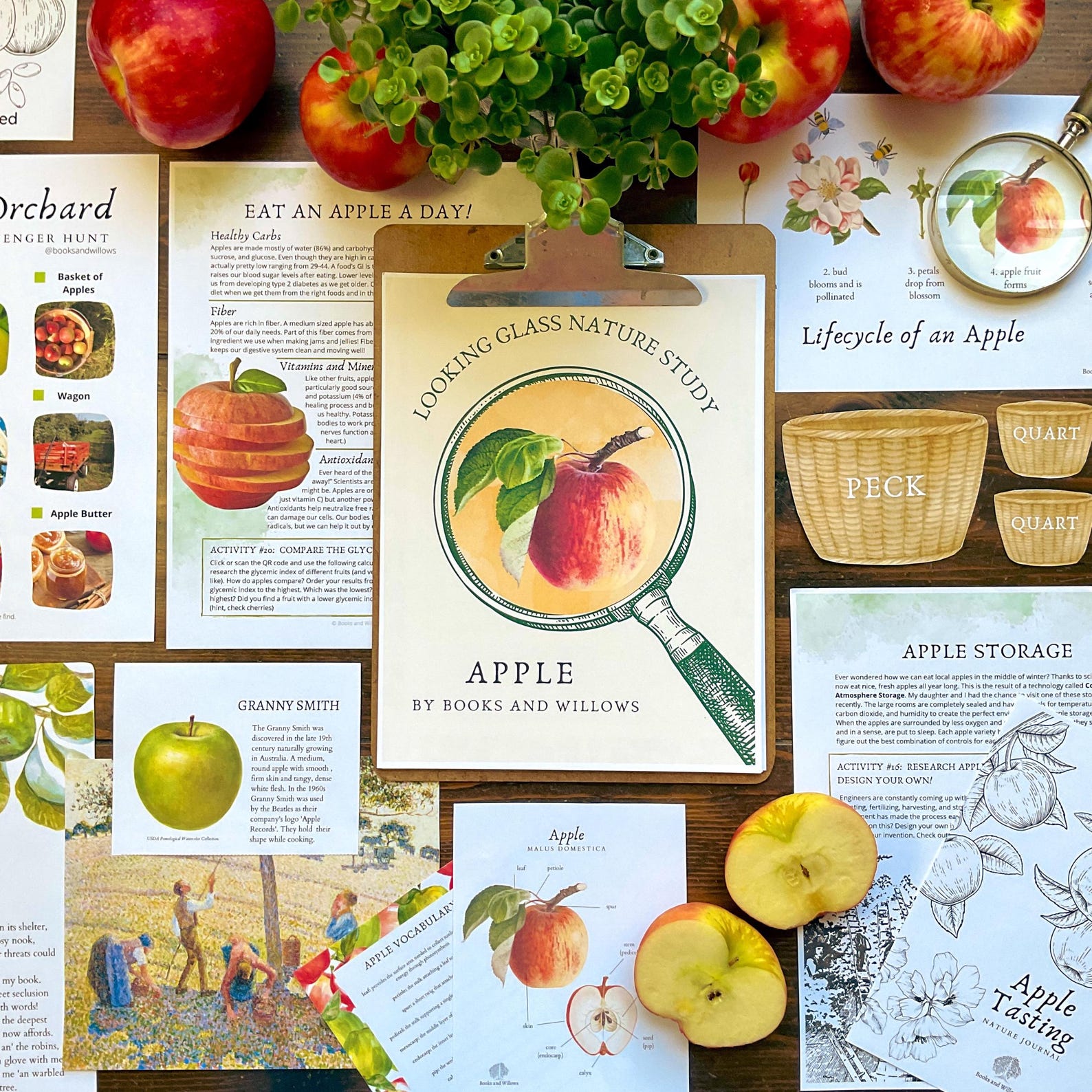 Apple Nature Study: Autumn Homeschool Curriculum (PDF Download) - Etsy