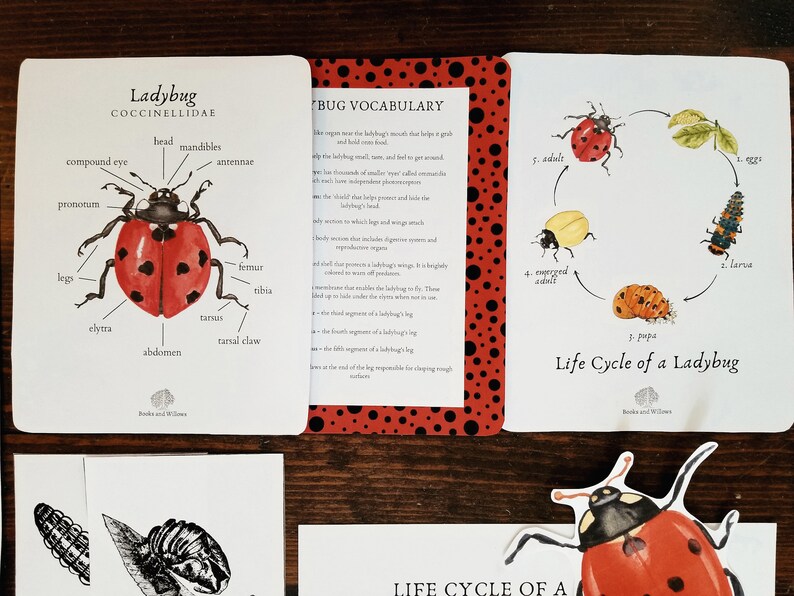 Ladybug Unit Looking Glass Nature Study Anatomy and - Etsy