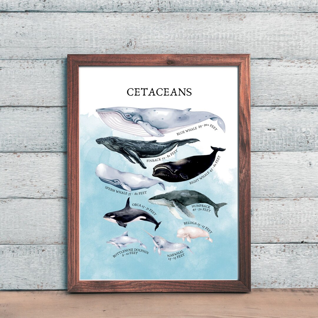 Cetaceans Educational Print Whale Poster Homeschool Nature Printable - Etsy