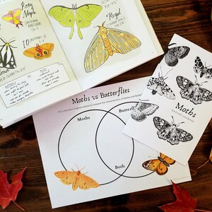 Woolly Bear Caterpillar Nature Study: Homeschool Fall Printable (PDF ...