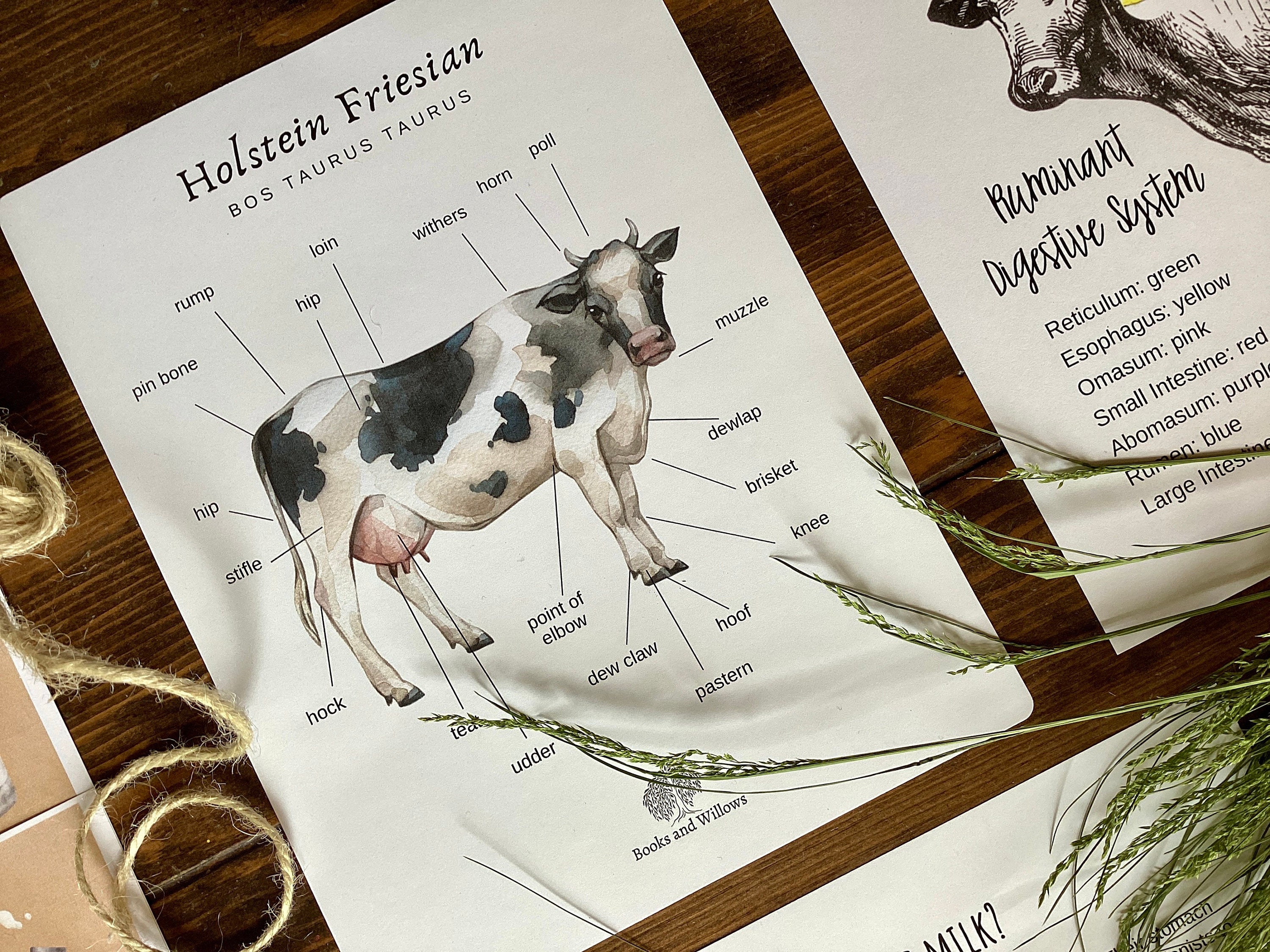 Dairy Farm Unit Study: Curious Trails Nature Curriculum (PDF Download ...