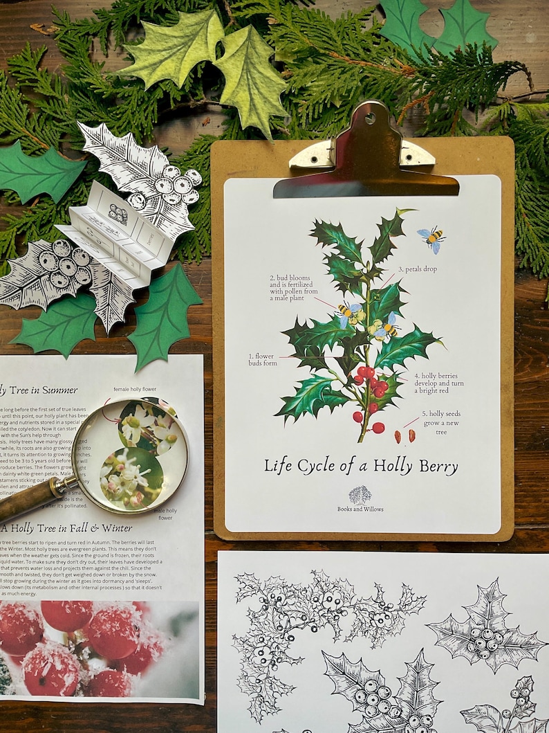 Holly Tree Nature Study: Christmas Homeschool Curriculum (PDF Download ...