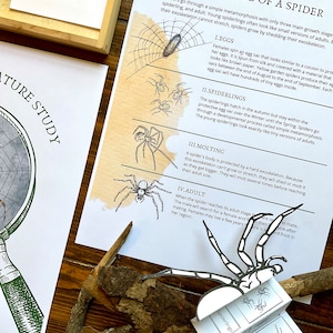 Spider Looking Glass Nature Study | Spider Anatomy & Life Cycle ...