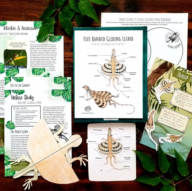 Rainforest Animals Unit Study Curious Trails Nature Study - Etsy