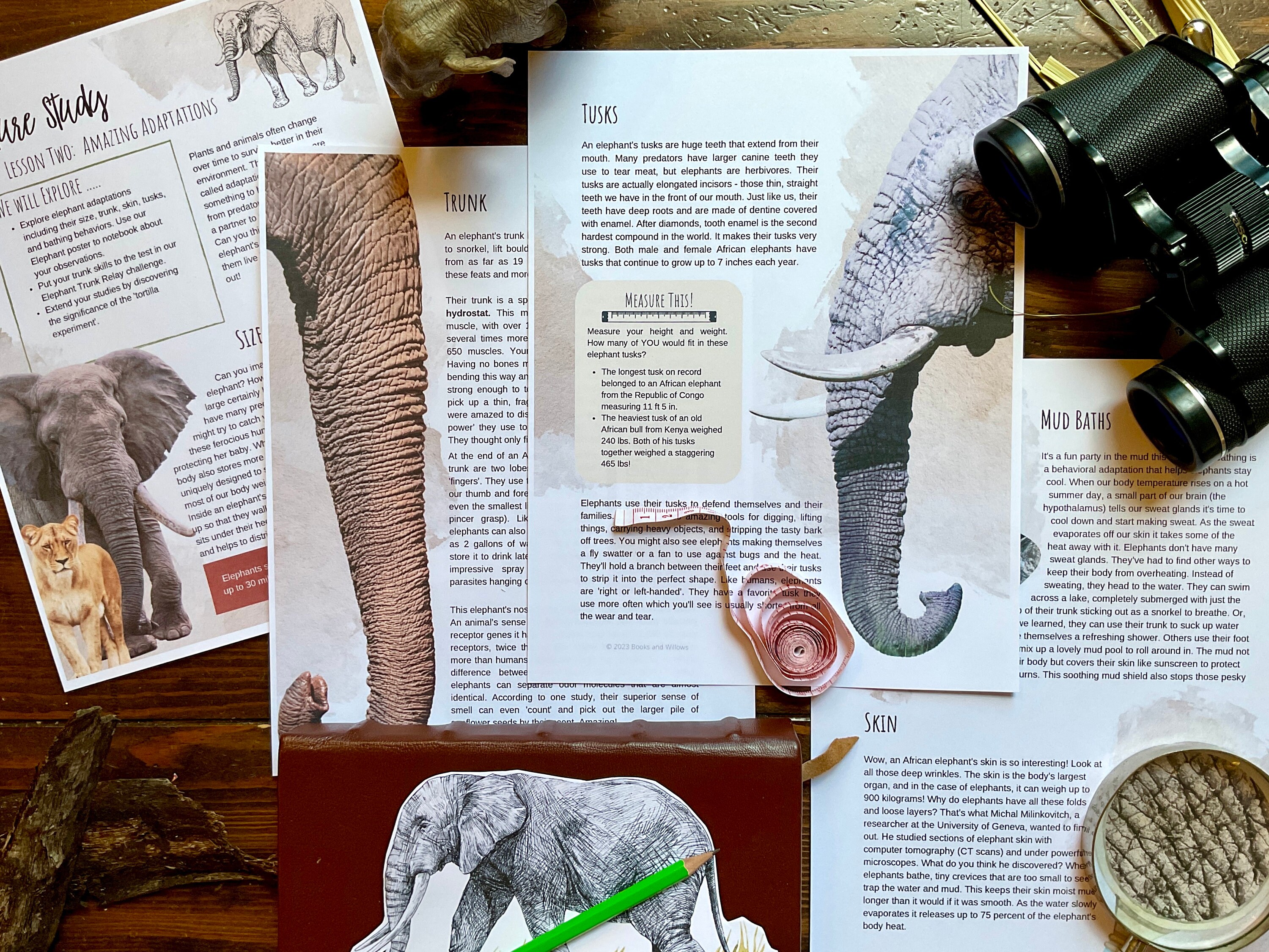 Elephant Unit Study - Curious Trails Nature Study | Homeschool ...