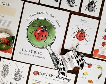 Ladybug Lifecycle - Etsy