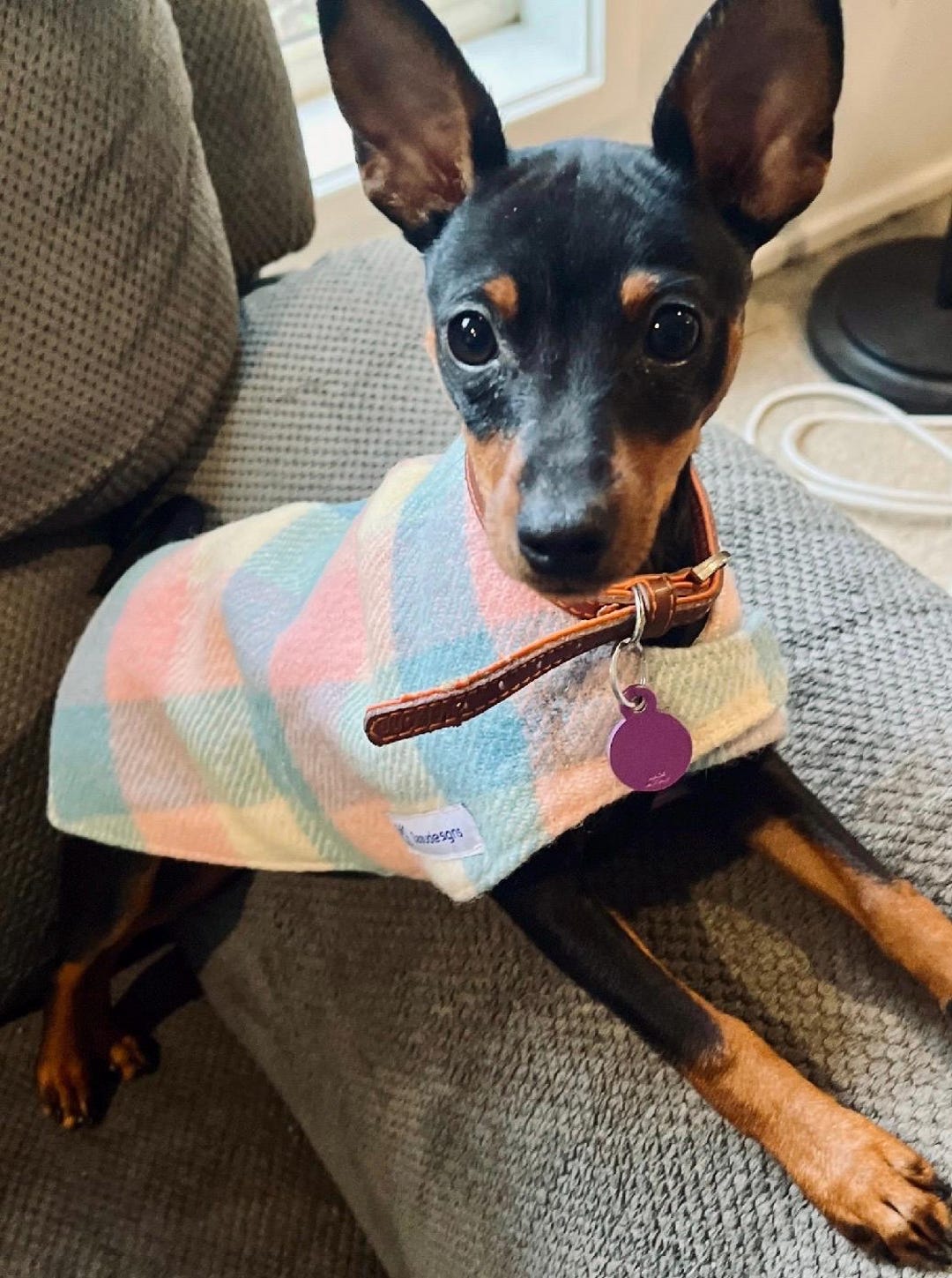 Dachshund Dog Coats, Wool Dog Coat, Sustainable Dog Coats, Recycled ...