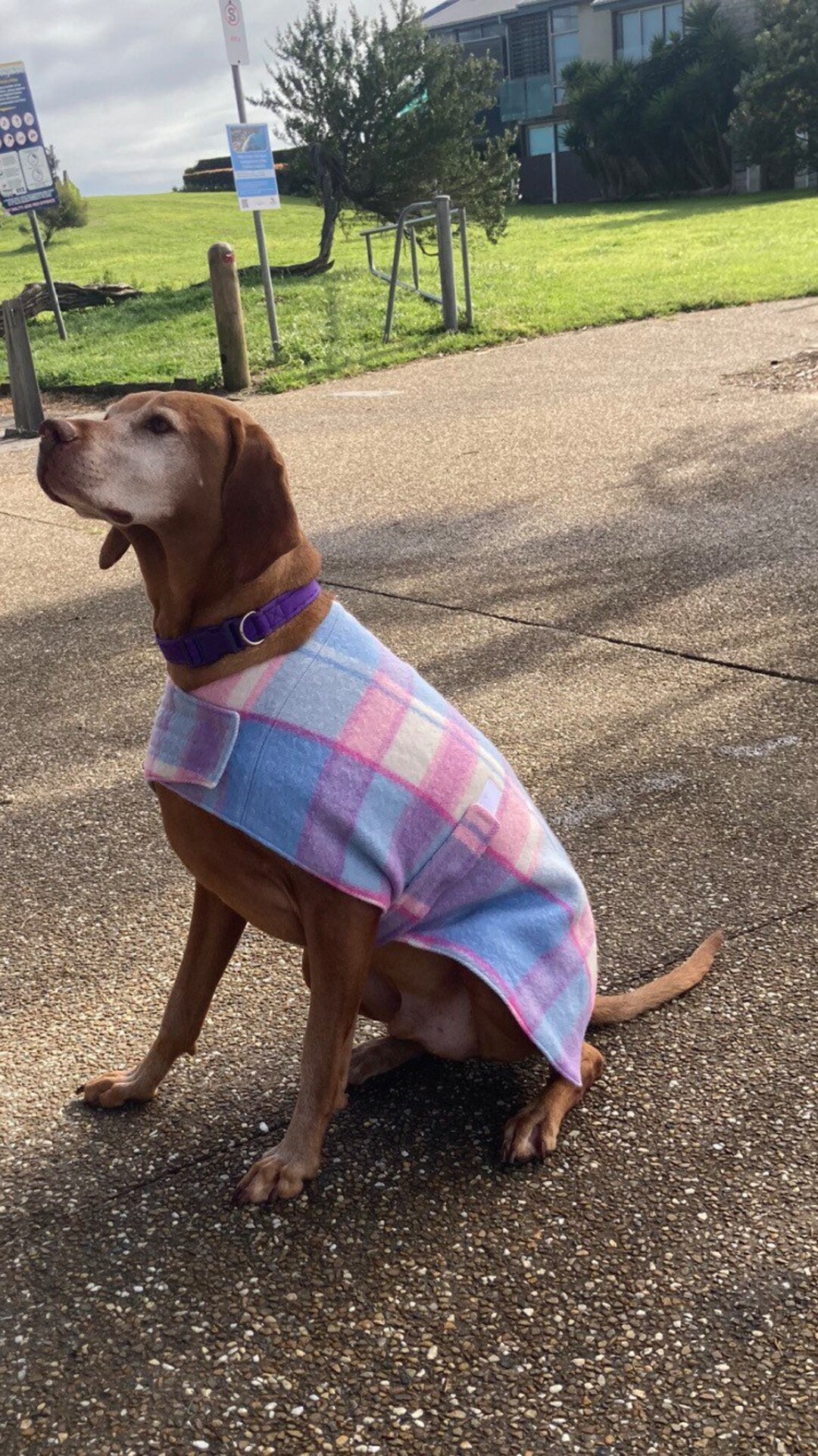 Dog Coats, Wool Dog Coat, Sustainable Dog Coats, Recycled Wool, Dog ...