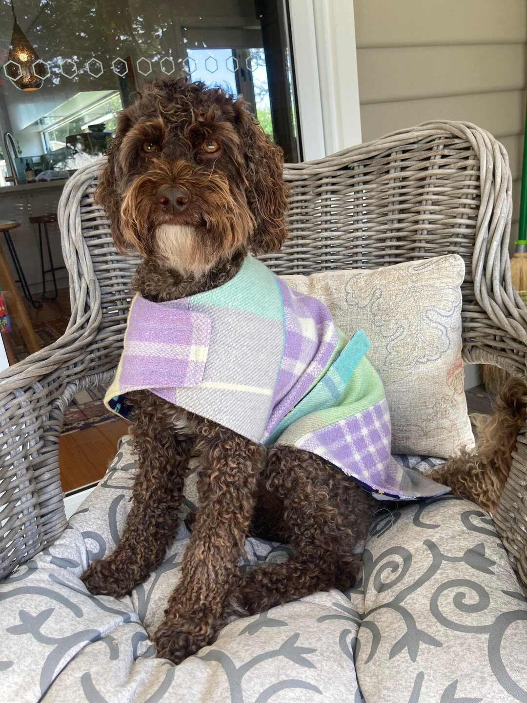 Dog Coats Wool Dog Coat Sustainable Dog Coats Recycled - Etsy Australia