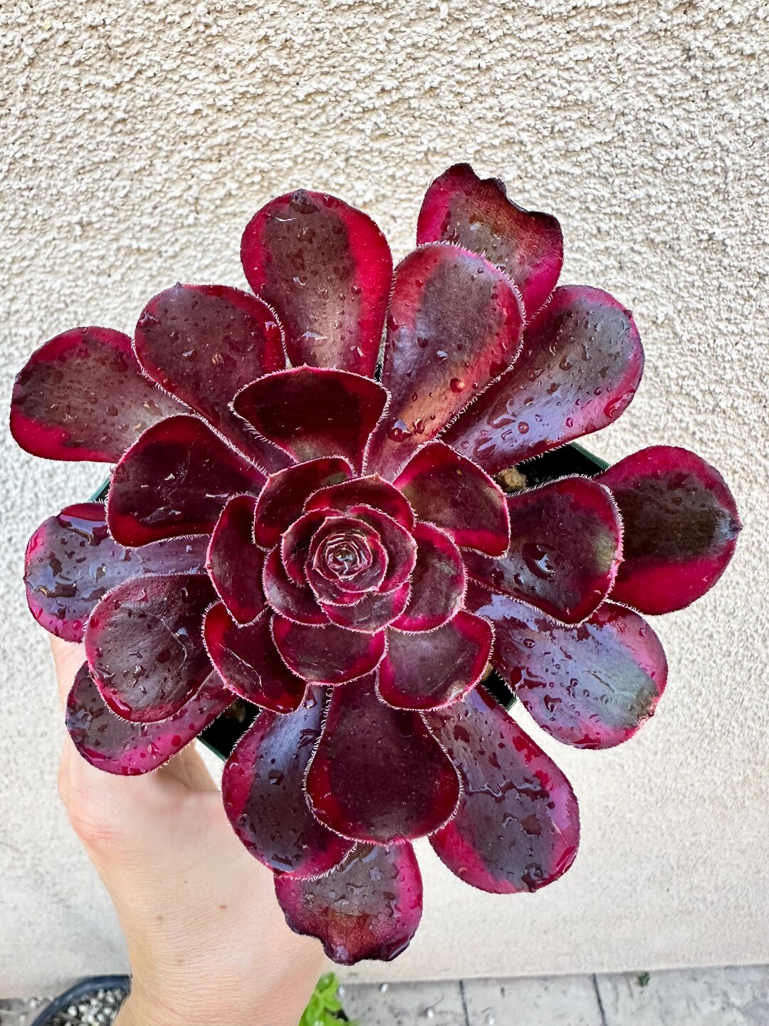 Aeonium 'chanel' - Beautiful Succulent (cutting, 4'' Pot, Cluster ...