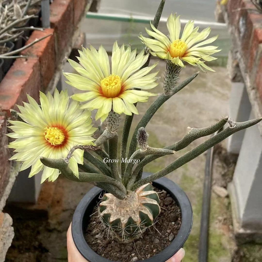 Astrophytum Caput-medusae Live Rooted Plant Grown From Seed - Rare Unique Plant - Silver Surface ...
