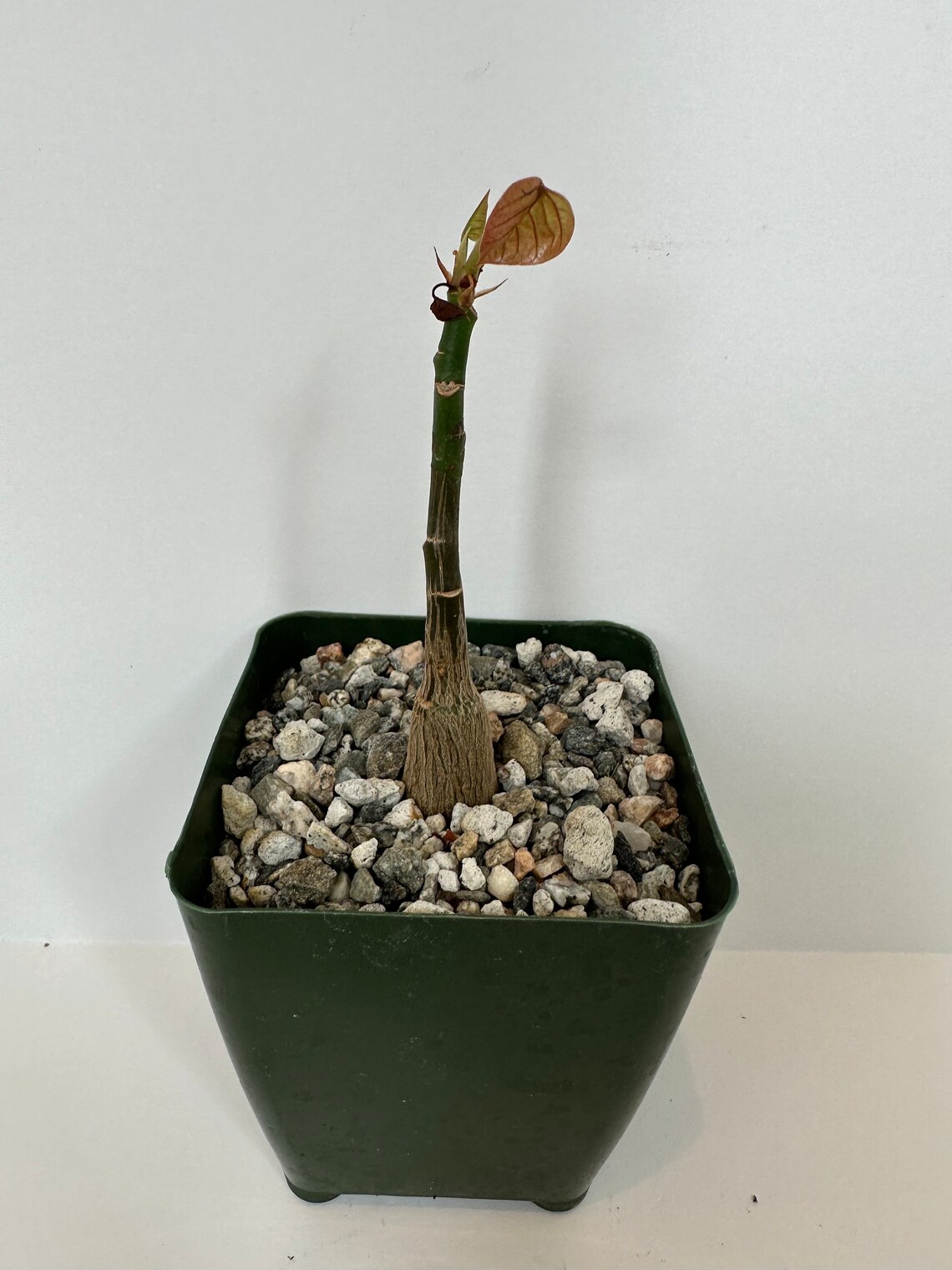 Pseudobombax Ellipticum Bombax Exotic Shaving Brush Tree Bottle Bonsai ...