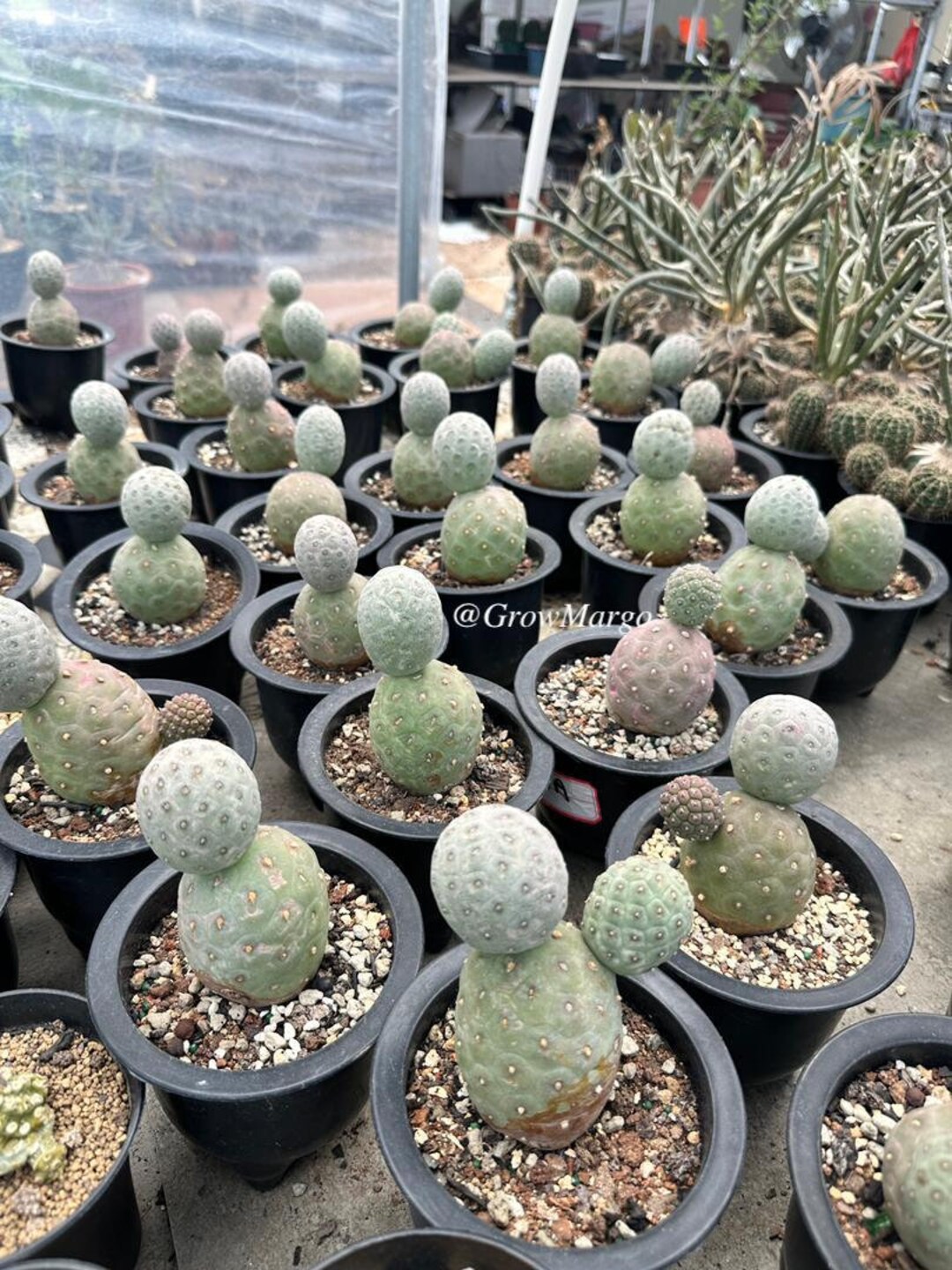 Tephrocactus Geometricus Snow Man Cactus Options: 1 Ball - Etsy