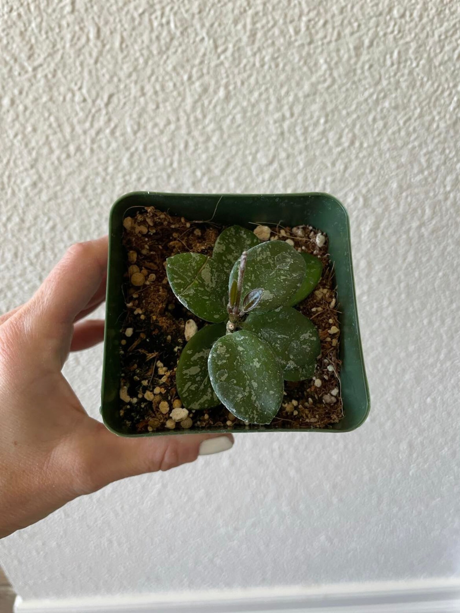 Hoya Mathilde Splash Plant in a 4'' Pot Rooted and | Etsy