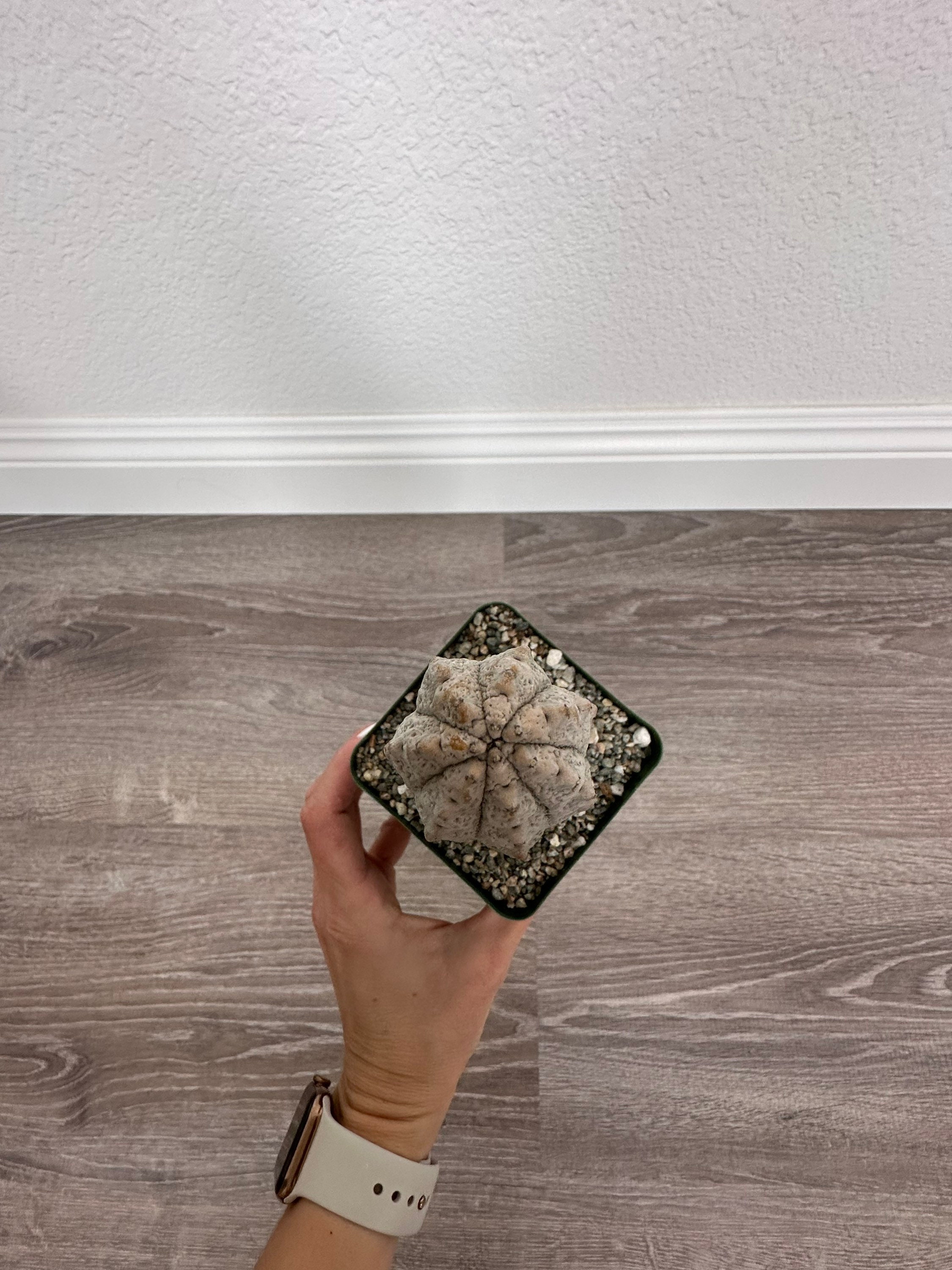 Euphorbia Abdelkuri Grey Rare Cactus Succulent Live Weird - Etsy